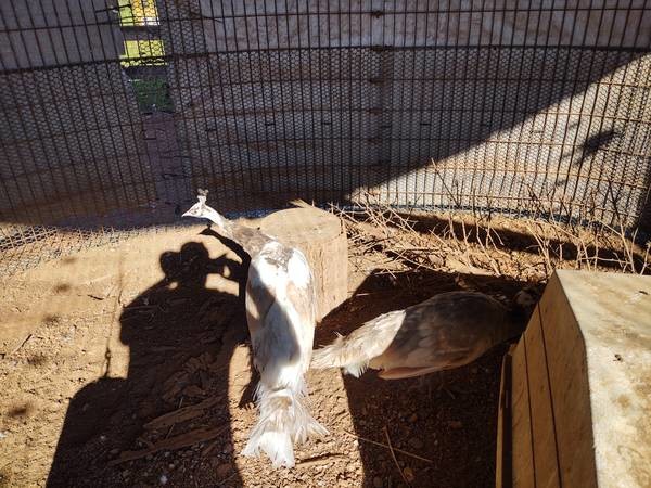 Cameo Peafowl Breeders for Sale