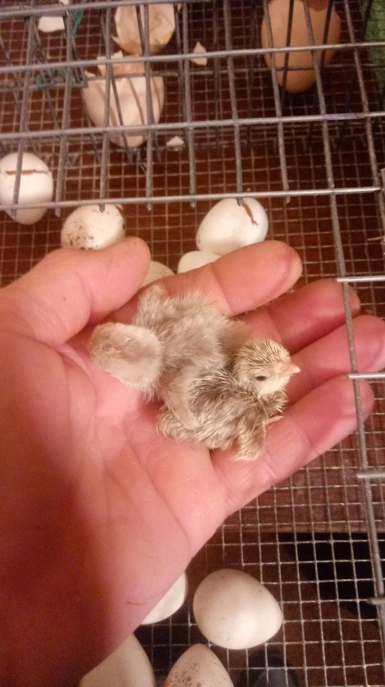Very Rare Fawn Bobwhite Quail For Sale for Sale