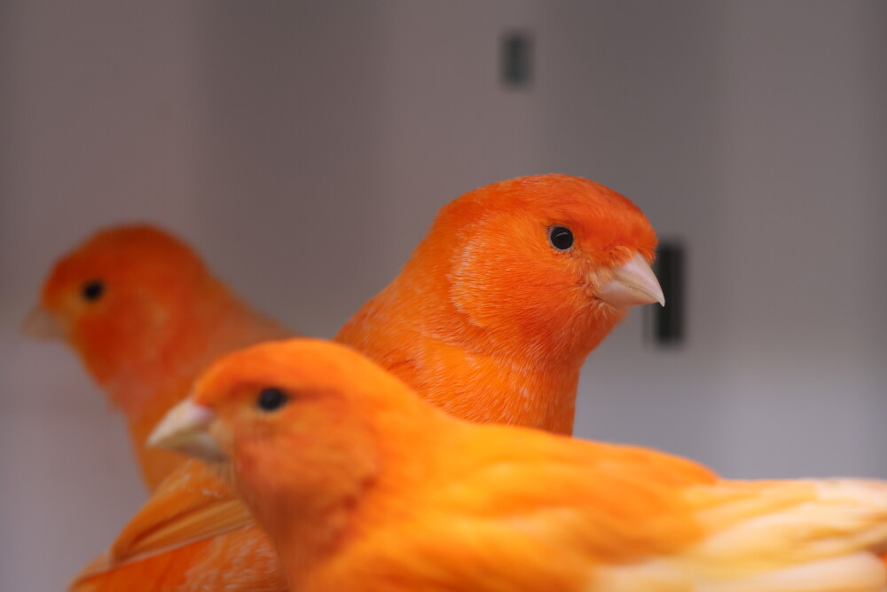 10 Red Factor Canaries for Sale