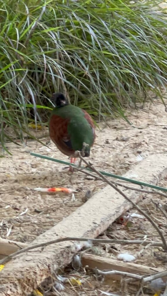 Crested Partridge (Roul Roul) Pairs for Sale