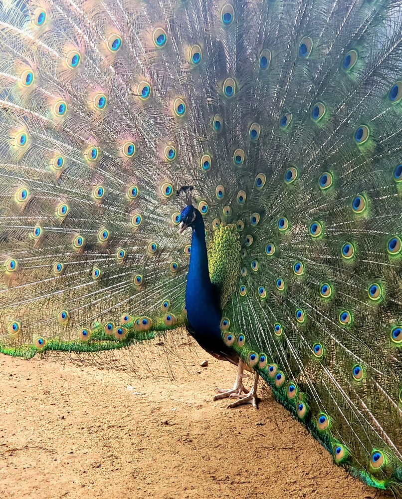 Peacocks for Sale