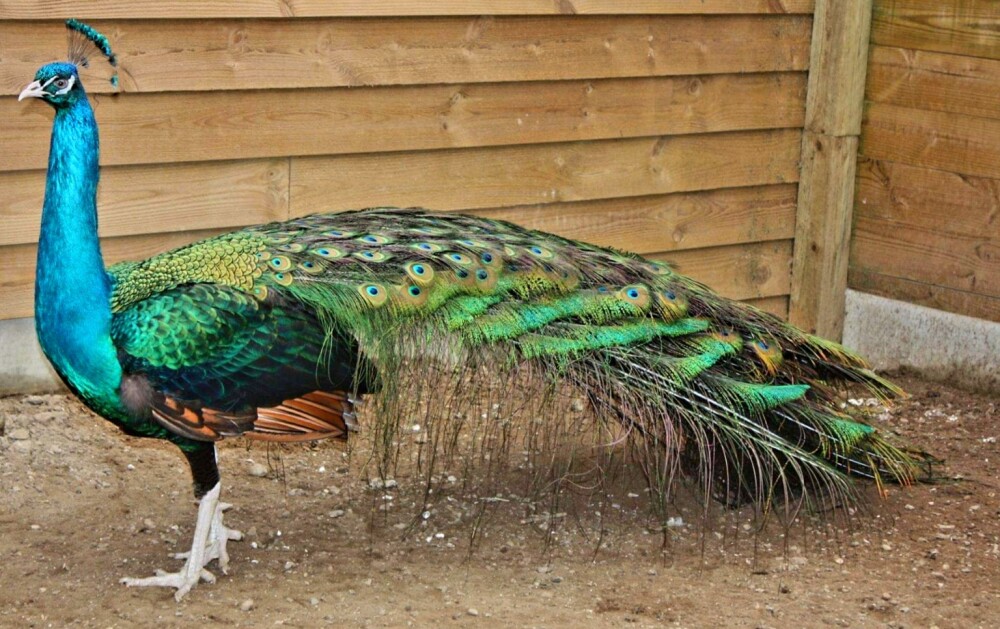 Peacocks for Sale