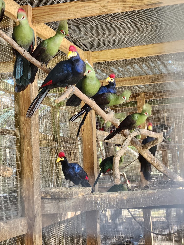 Turacos for Sale