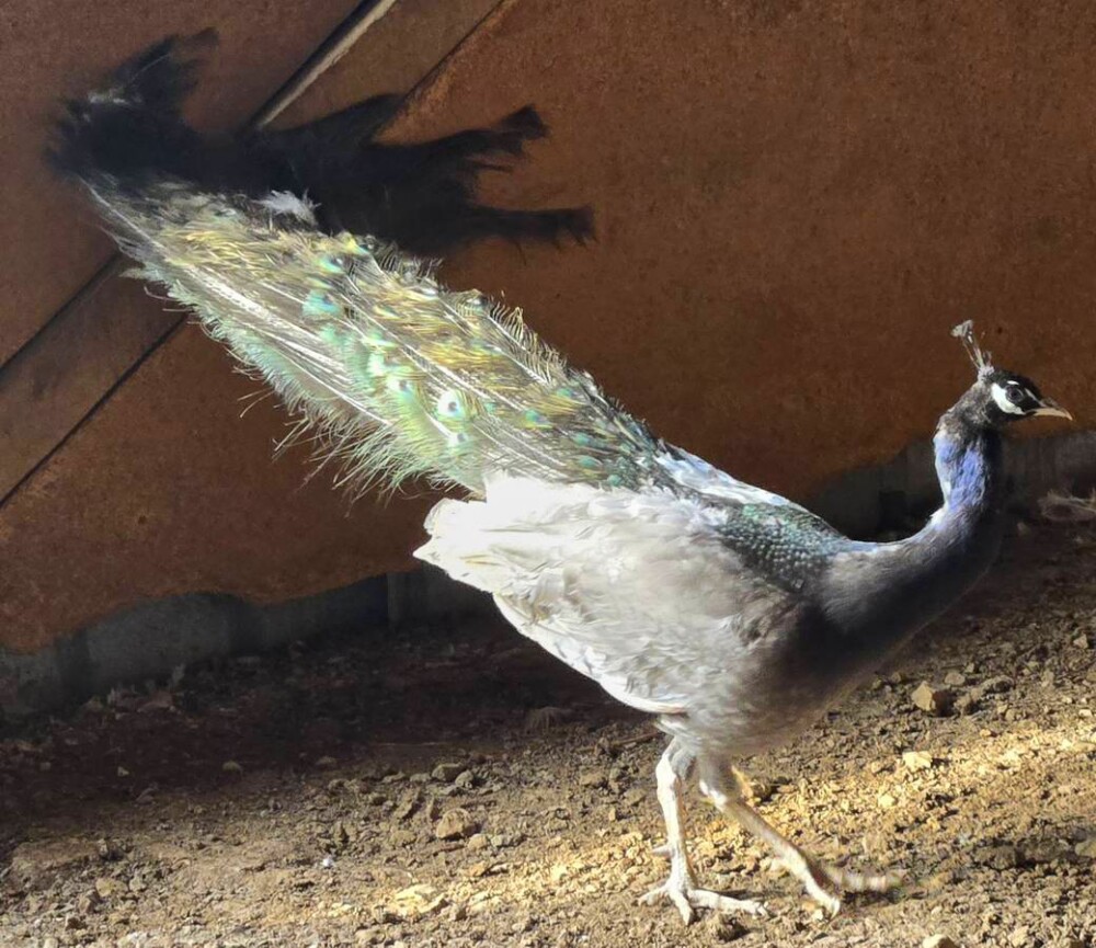 Peacocks for Sale