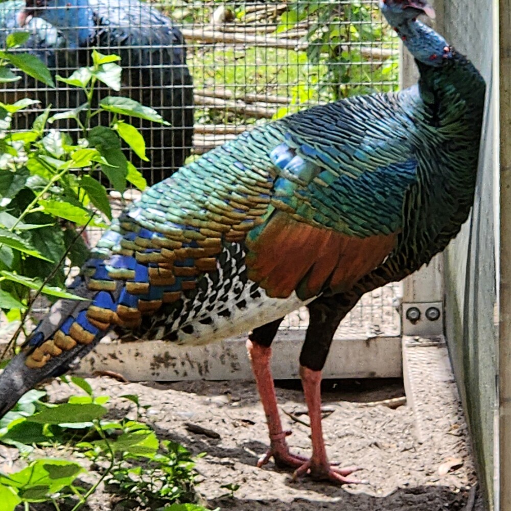 Ocellated Turkey pairs for Sale