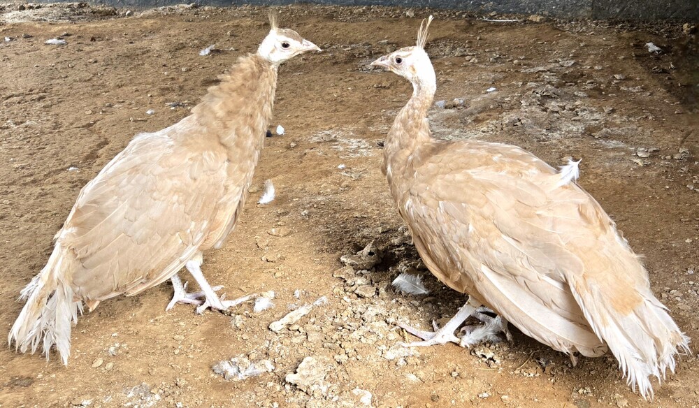 Peacocks, Peahens & Peachicks (Different Colors) for Sale