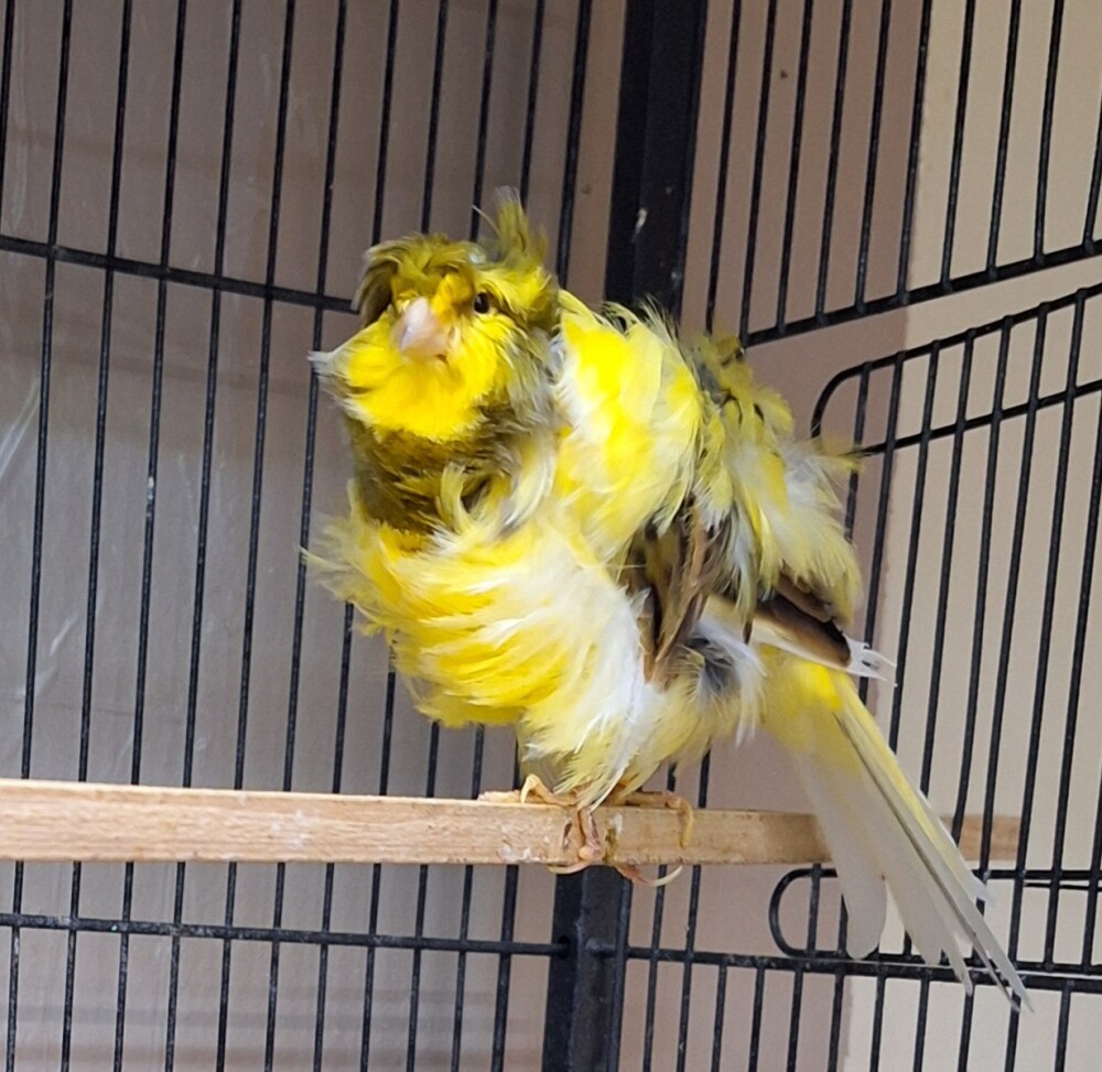 Parisian frill 2023 male Canaries for Sale