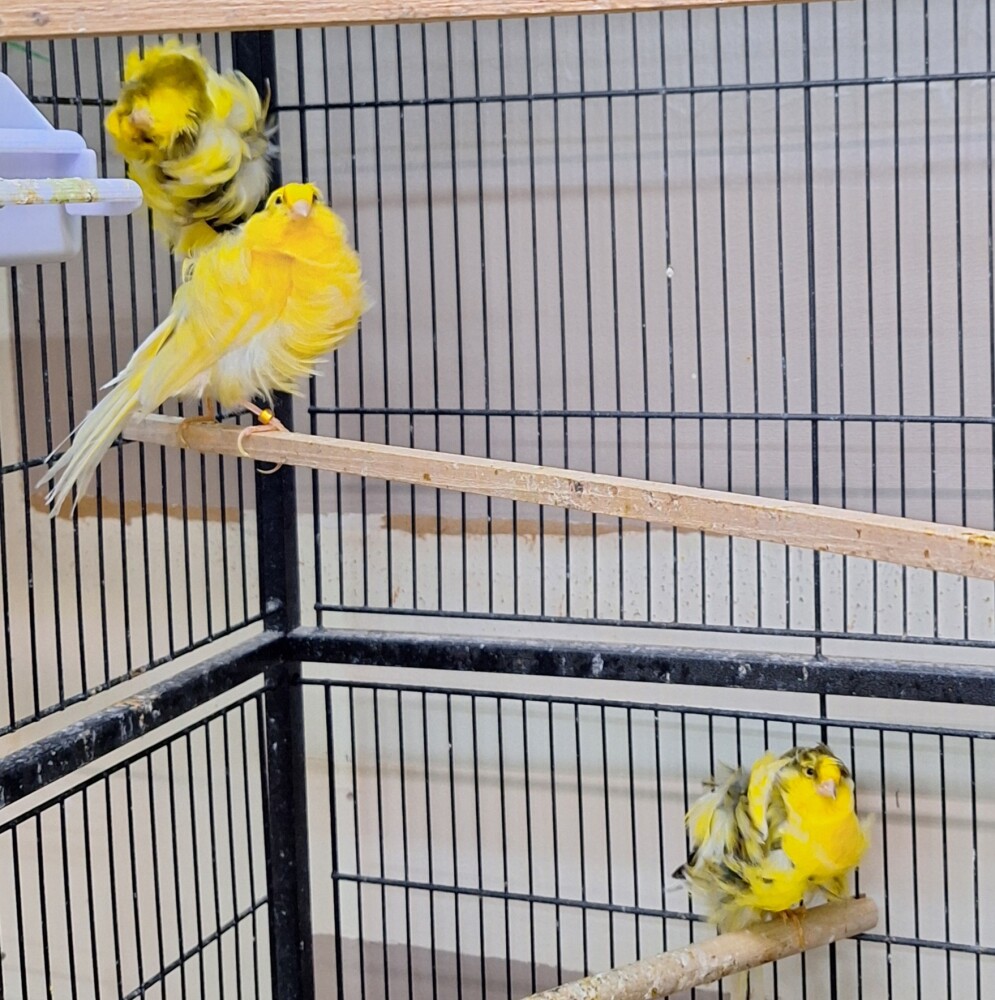 Parisian frill 2023 male Canaries for Sale