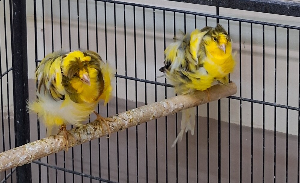 Parisian frill 2023 male Canaries for Sale