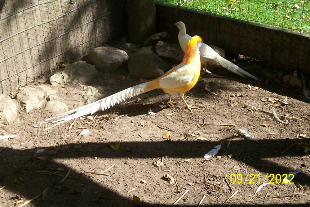 5 Year old Peach Golden Pheasant from my stock for Sale