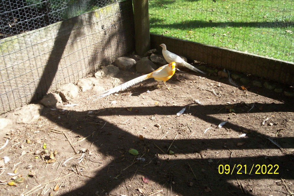 5 Year old Peach Golden Pheasant from my stock for Sale