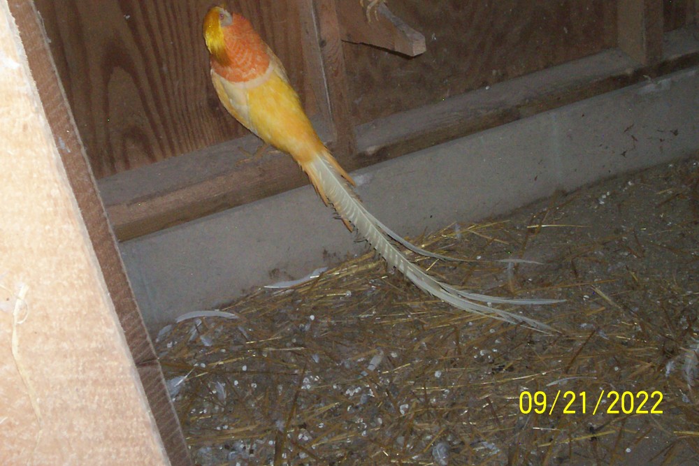 2 Year old Peach Golden Pheasant male - cutting back on my number of ...