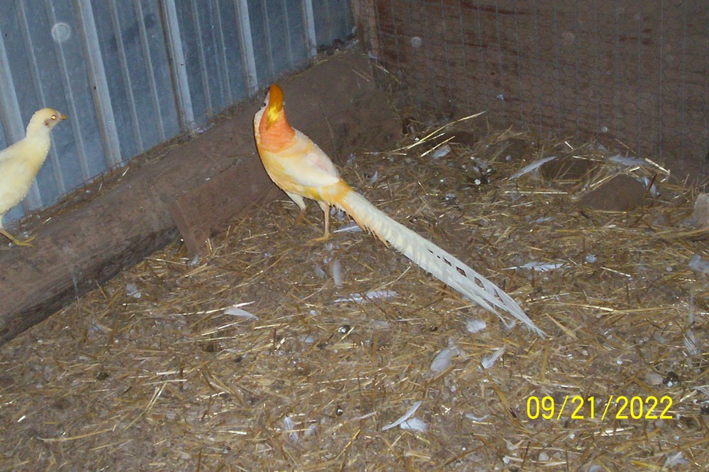Beautiful Peach Golden Pheasant 2 year old male for Sale