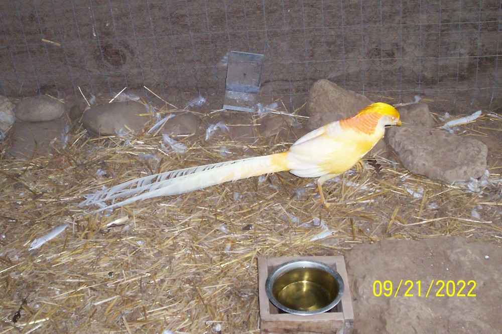 Beautiful Peach Golden Pheasant 2 year old male for Sale