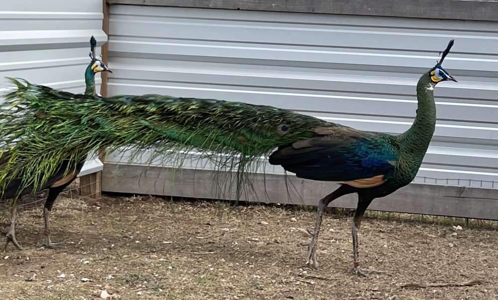 Java Green Peafowl for Sale
