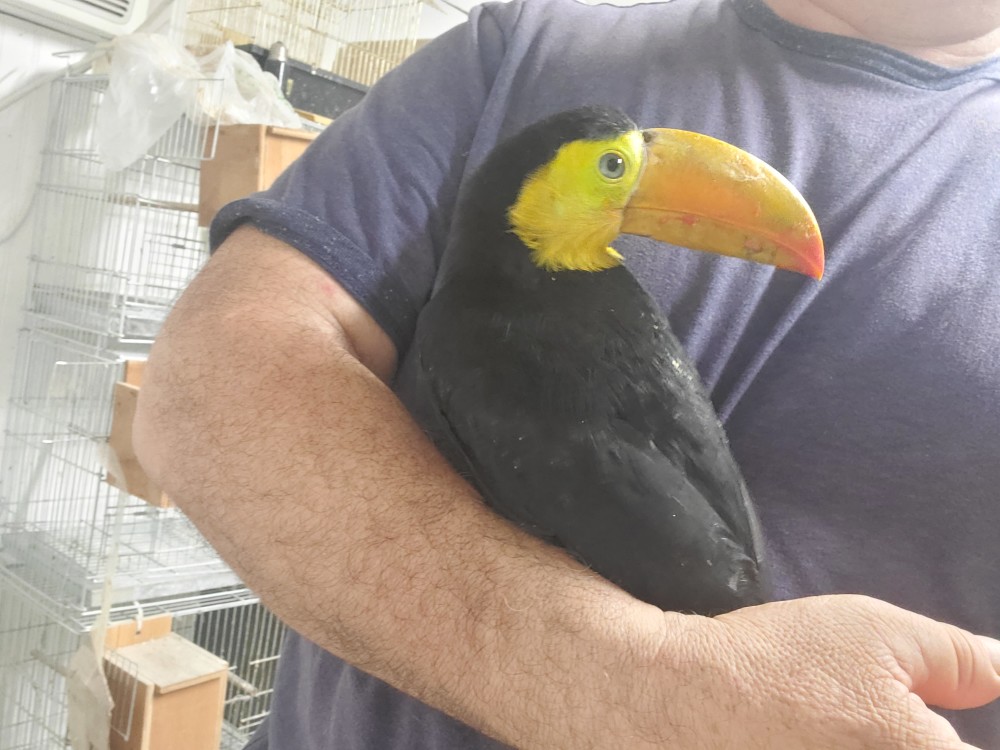 Toucan keel billed baby tamed 4 months old for Sale