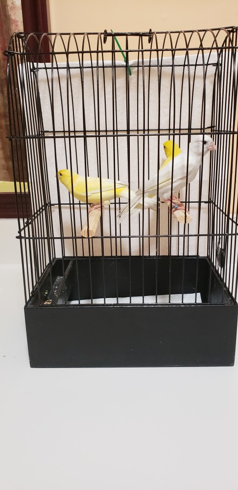 Breeding Trio of Pure Russian Singer Canaries Free Shipping for Sale