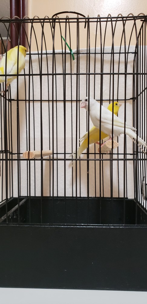 Breeding Trio of Pure Russian Singer Canaries Free Shipping for Sale