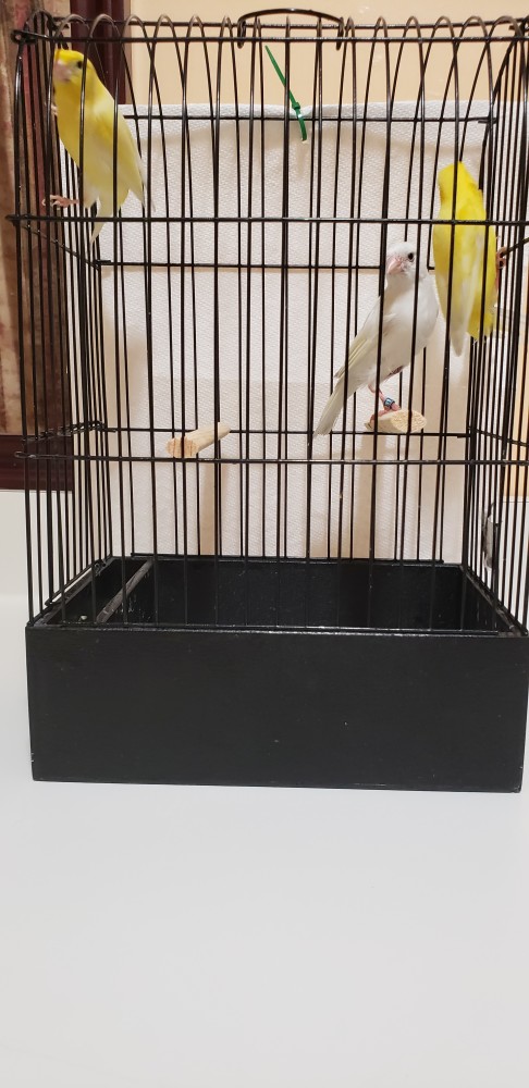 Breeding Trio of Pure Russian Singer Canaries Free Shipping for Sale