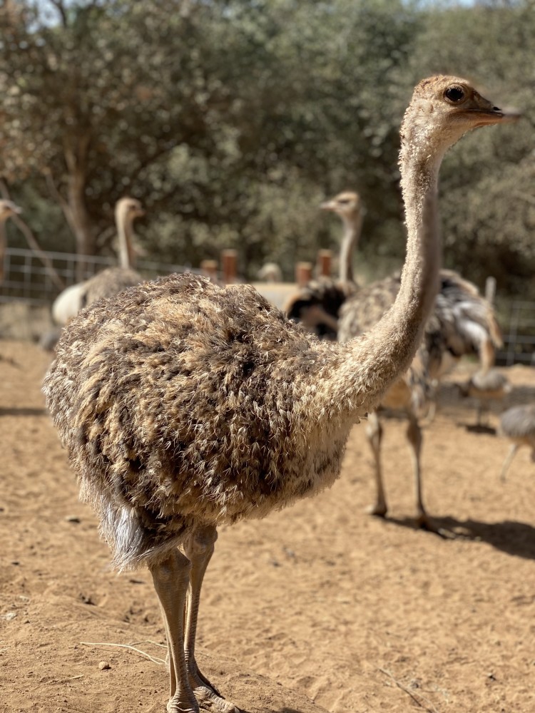 Emu breeding pair , Greater Rheas , Ostriches for Sale