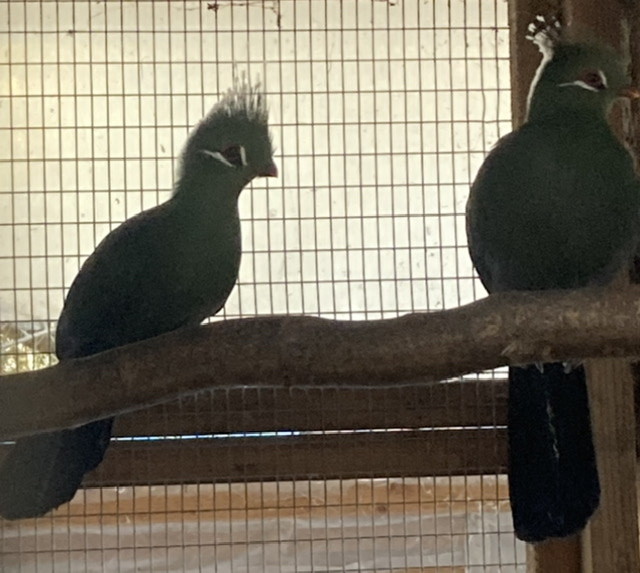 Livingston Turaco Pair, Persa Turaco Singles and Pairs available for Sale