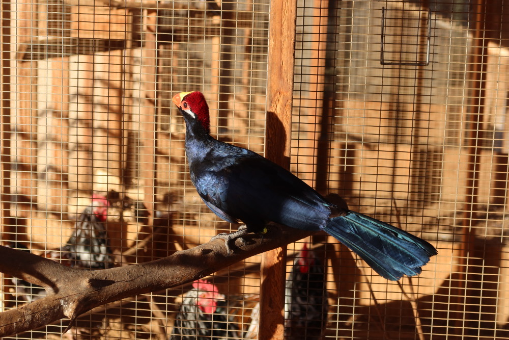 Male Violet Turacos for Sale