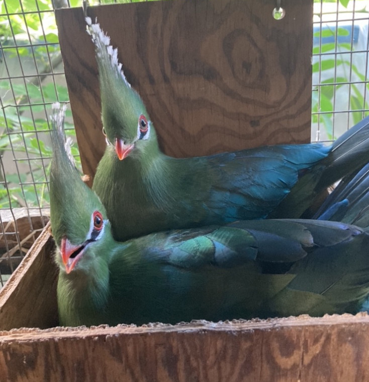 Livingston and Red Crested Turaco pairs available for Sale
