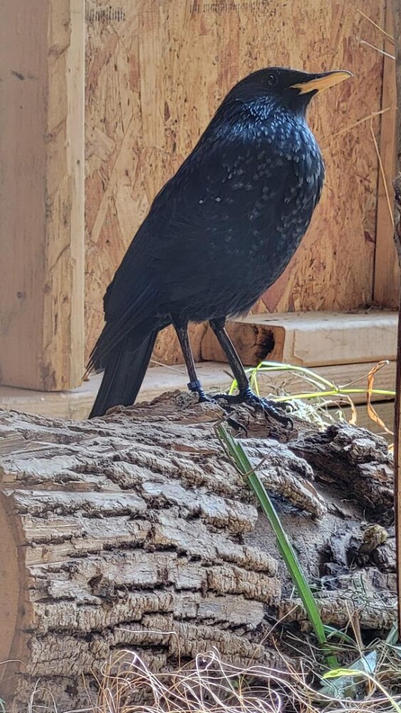 Blue Whistling Thrush (Myophonus caeruleus) for Sale