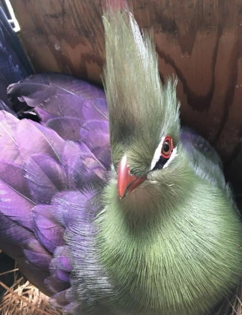 Livingston Turaco Pair, Persa Turaco Singles and Pairs available for Sale