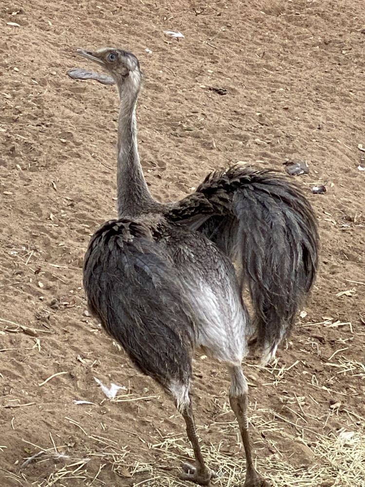 Emu breeding pair , Greater Rheas , Ostriches for Sale