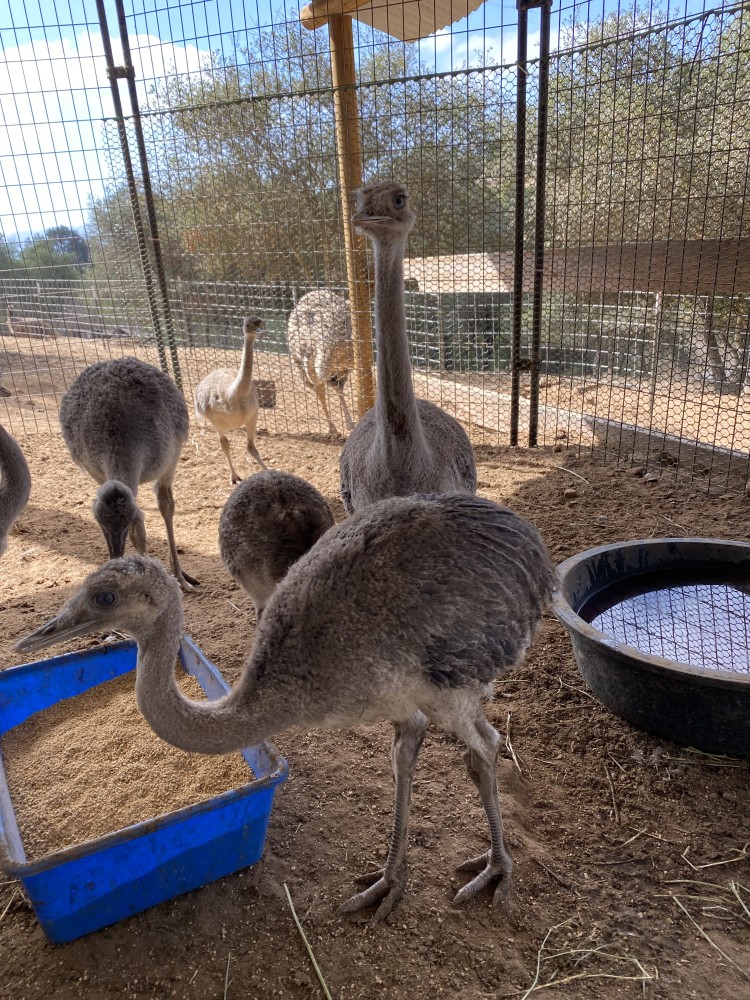 Emu breeding pair , Greater Rheas , Ostriches for Sale