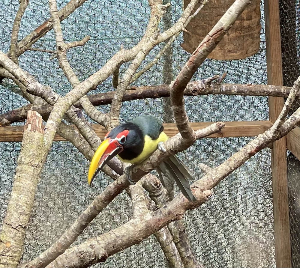Green Aracari Male for Sale