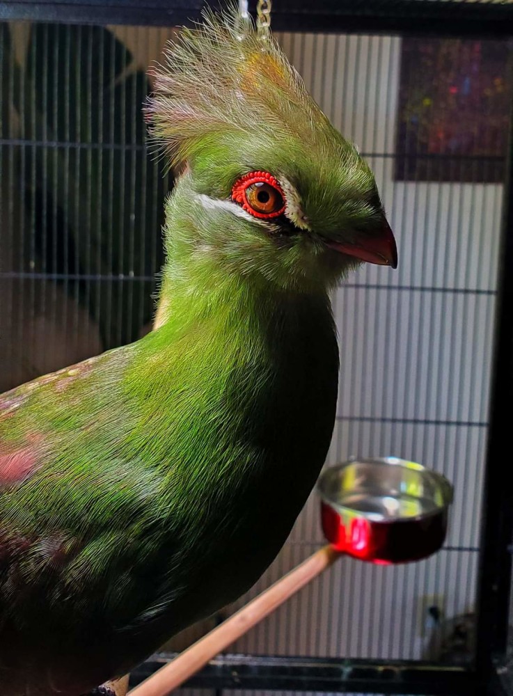 Persa Turaco, Common Mynah, Black Spotted Barbet for Sale