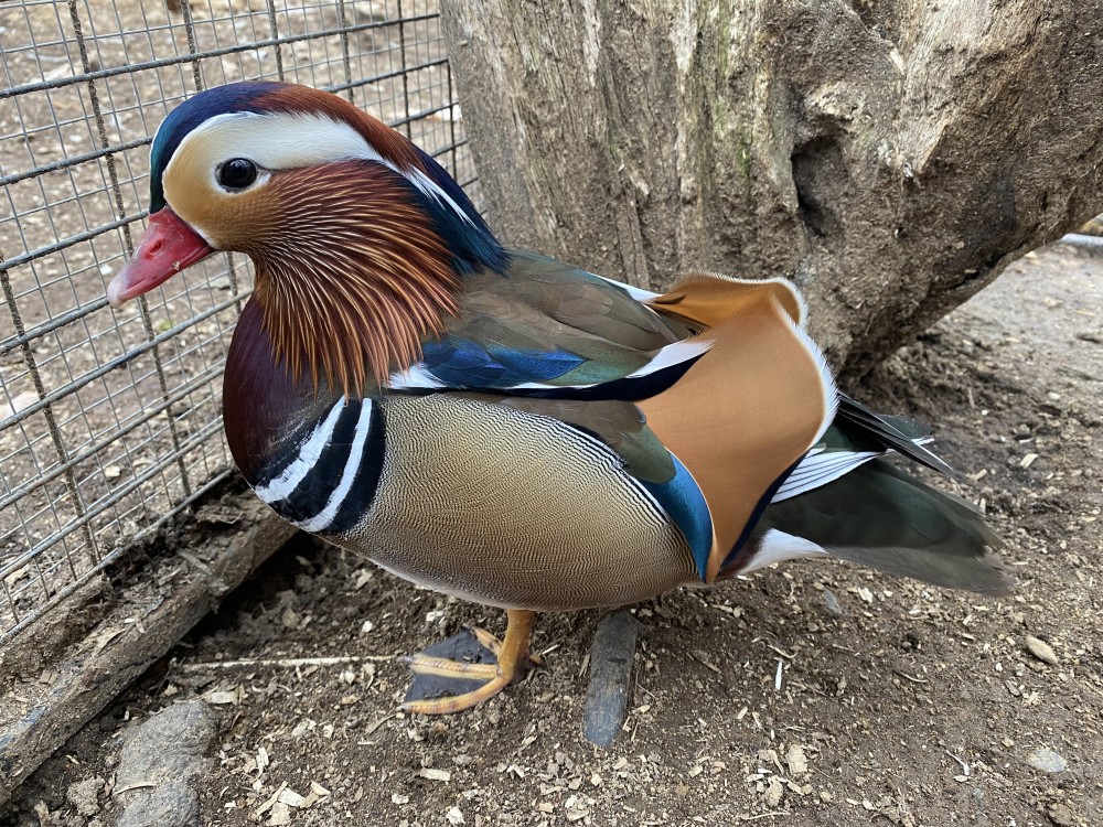 Mandarin Pairs - Normal Drake w/White Hen for Sale