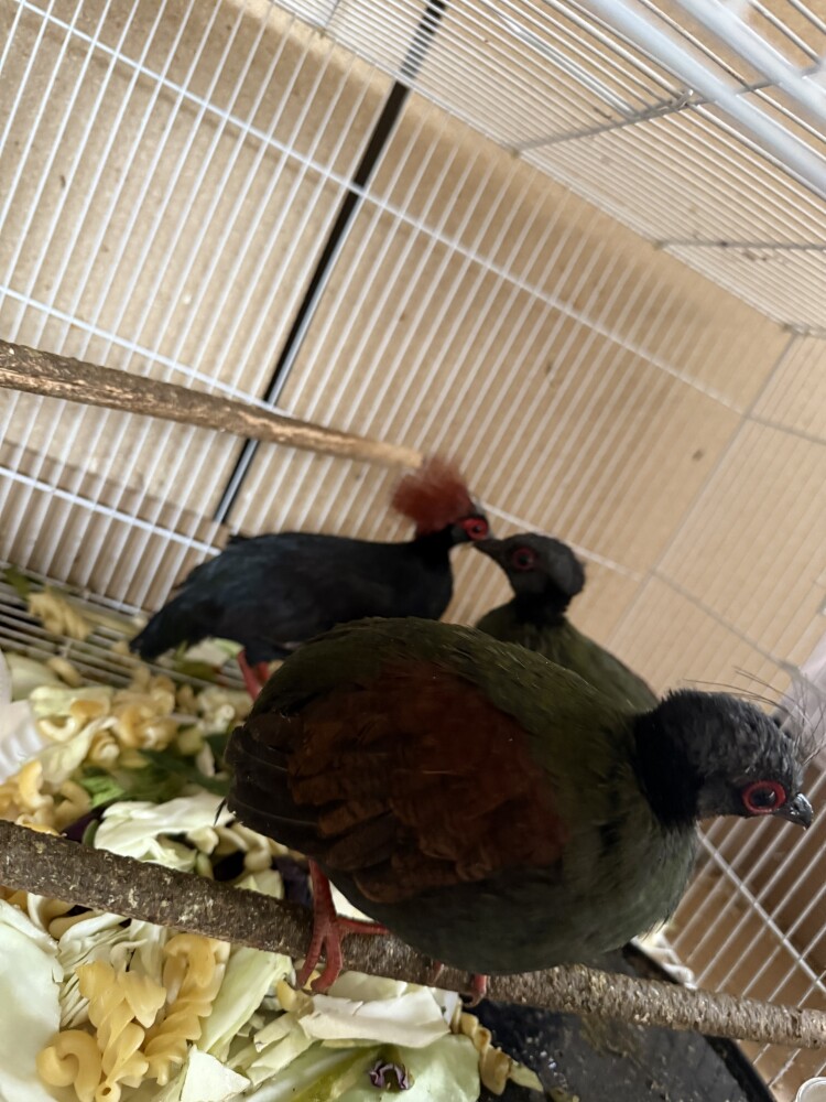 Roul-Roul Partridge trio for Sale