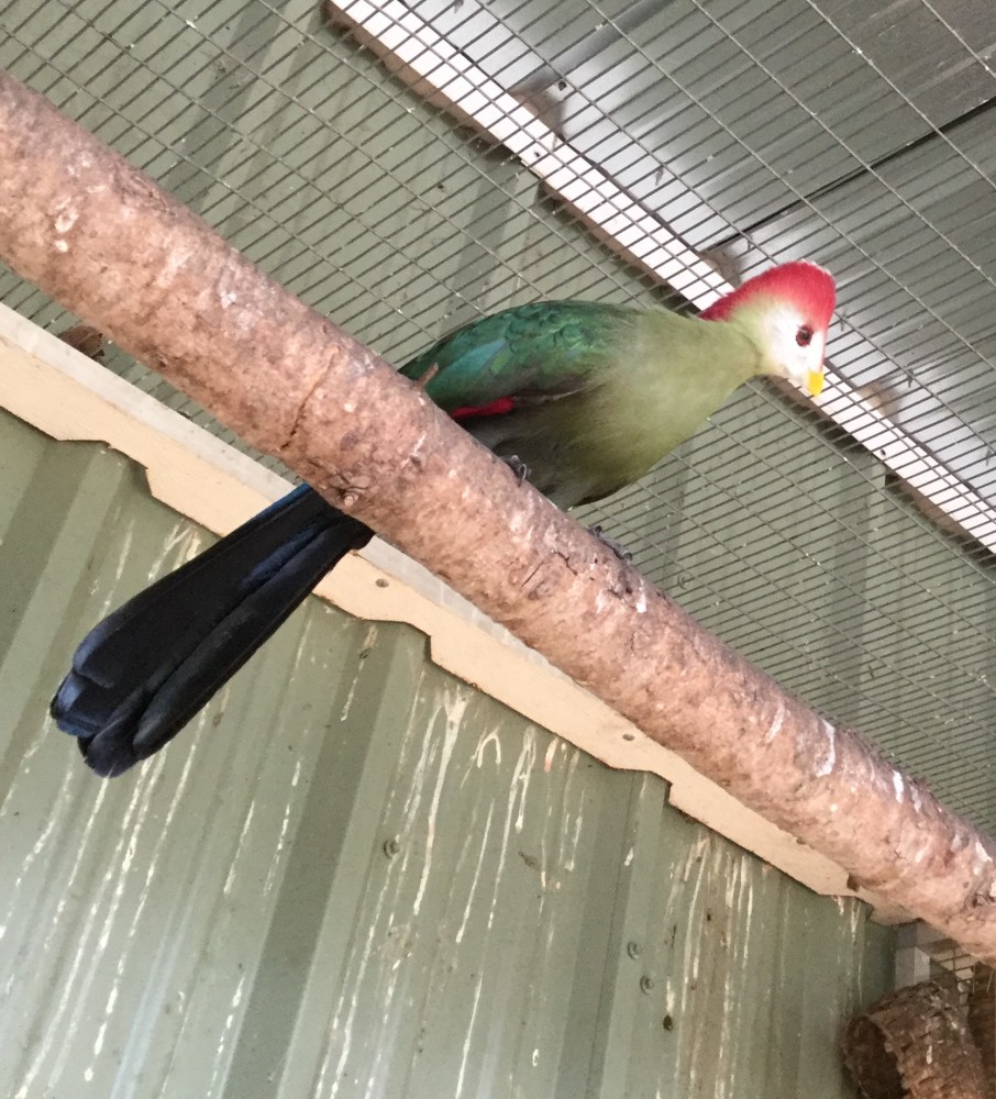 Red Crest Turacos for Sale