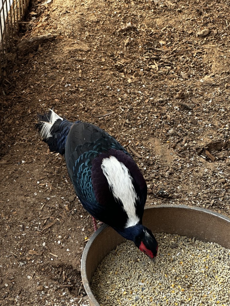 Swinhoe Pheasants for Sale