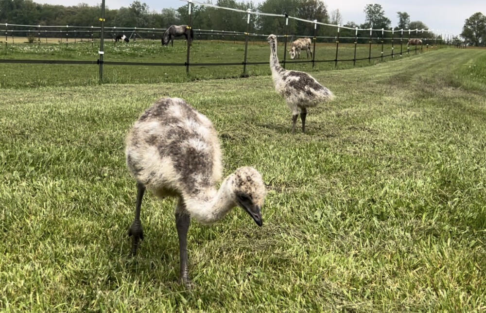 Blonde Emu Chicks, FEMALE for Sale