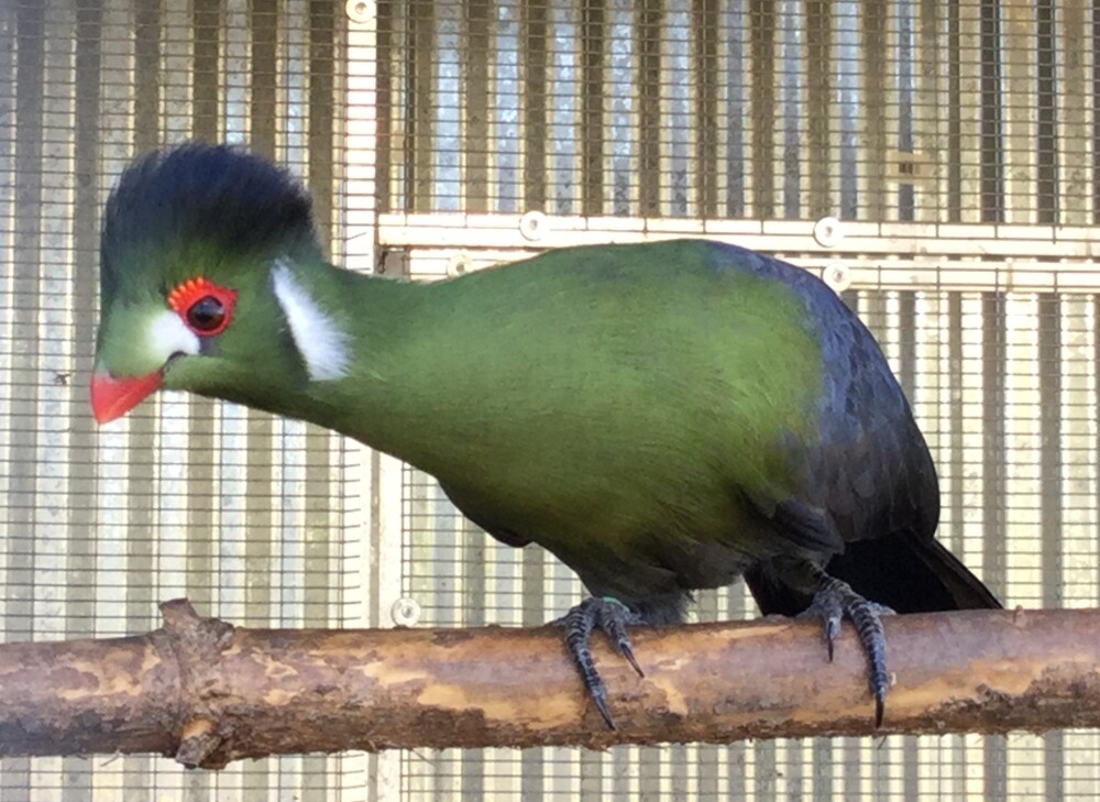 White Cheek Turacos for Sale in Oregon for Sale