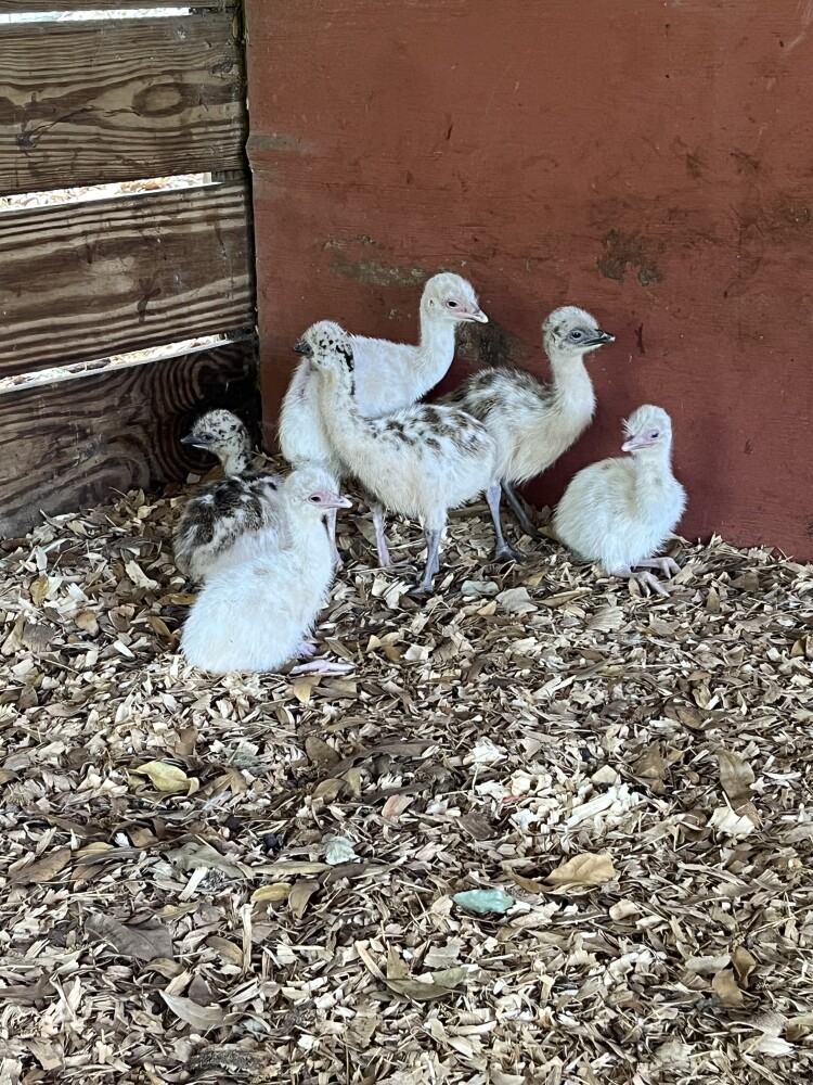 Emu Chicks and Eggs for Sale