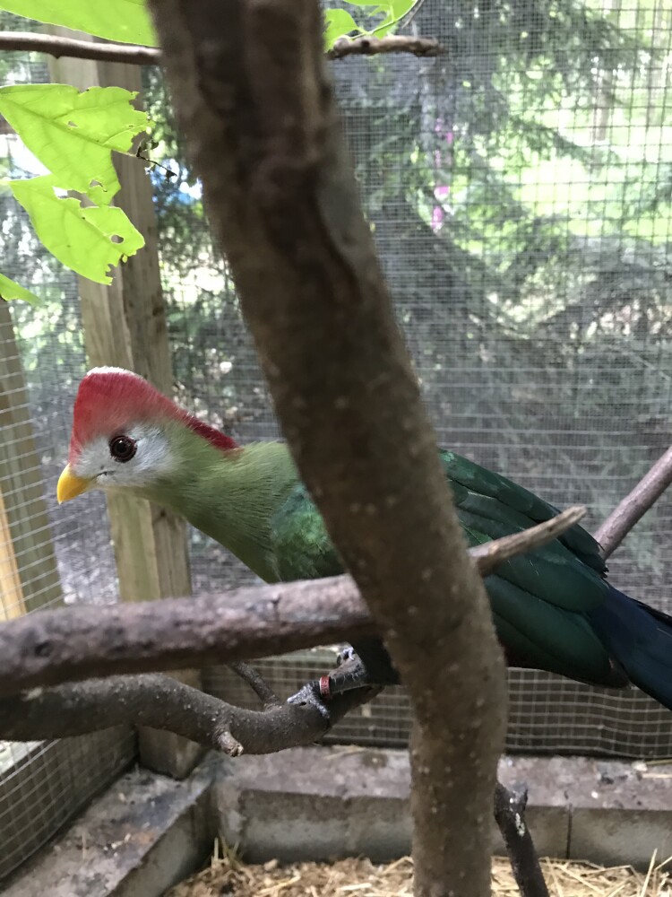 1.1 Red crested Turacos $800. for Sale