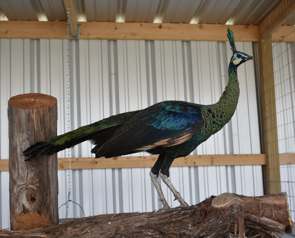 Import Pavo Muticus peafowl for Sale