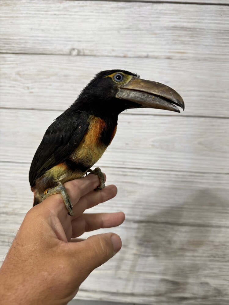 Hand-Fed Baby Collared Aracari for Sale