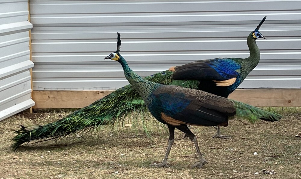 Pavo Muticus aka Java peafowl for Sale