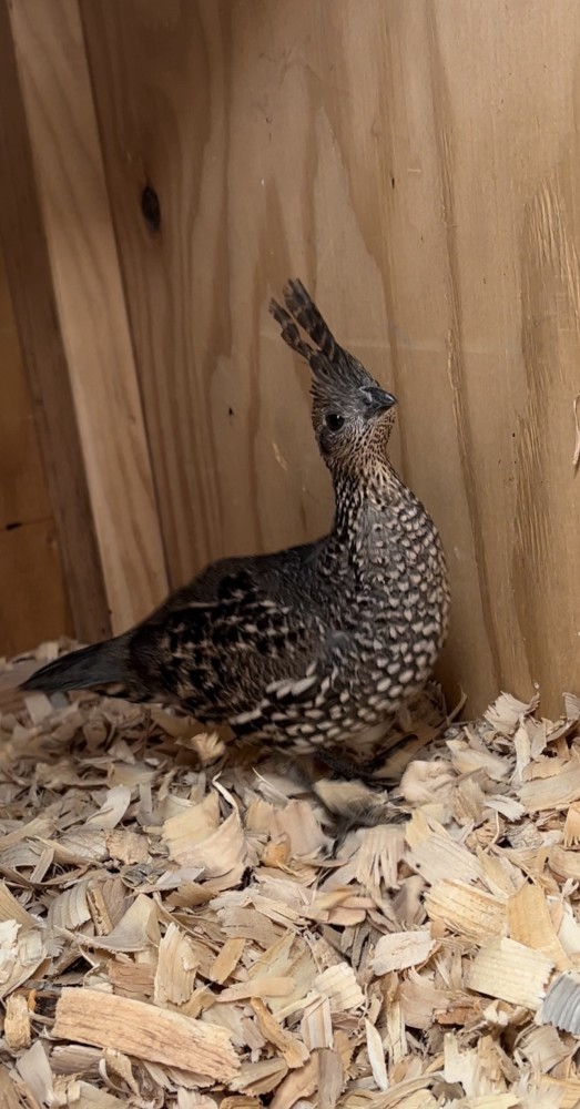 Benson/Elegant Quail for Sale