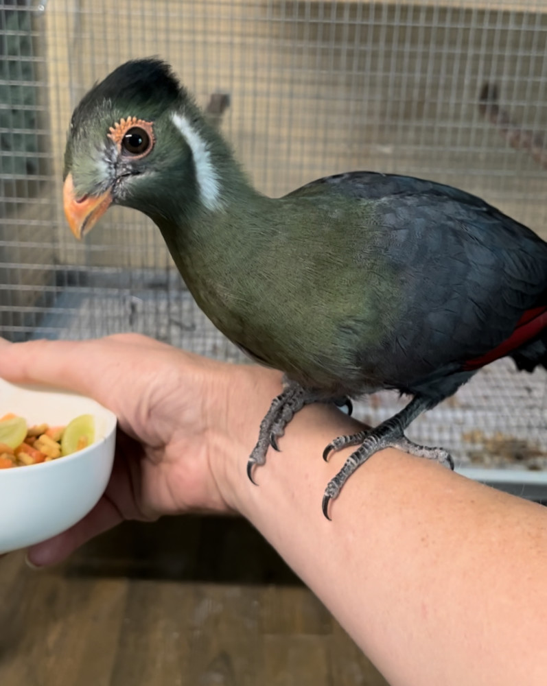Turacos for Sale