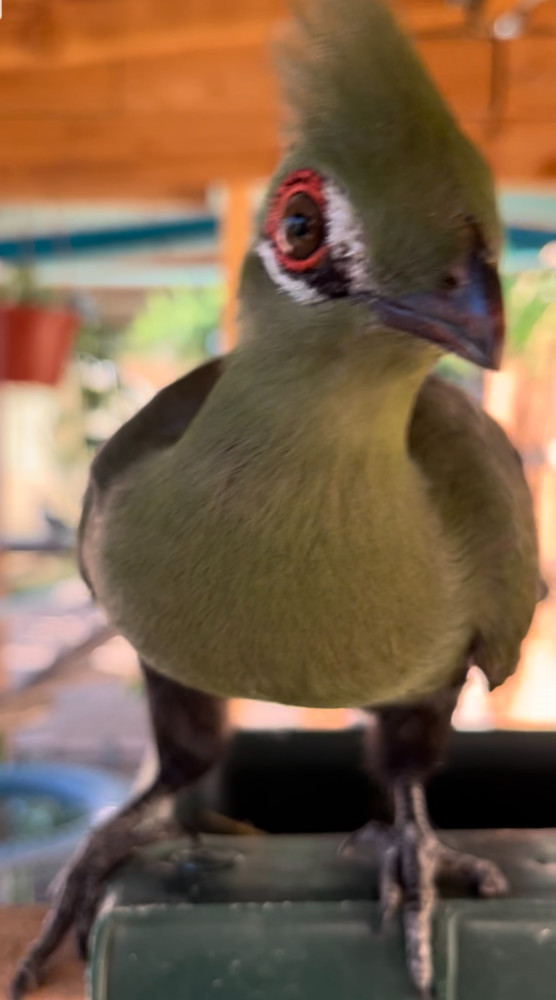 Turacos for Sale