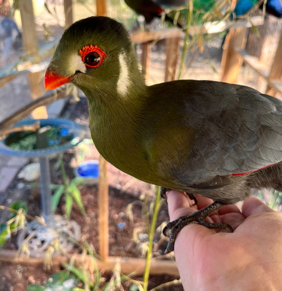 Turacos for Sale