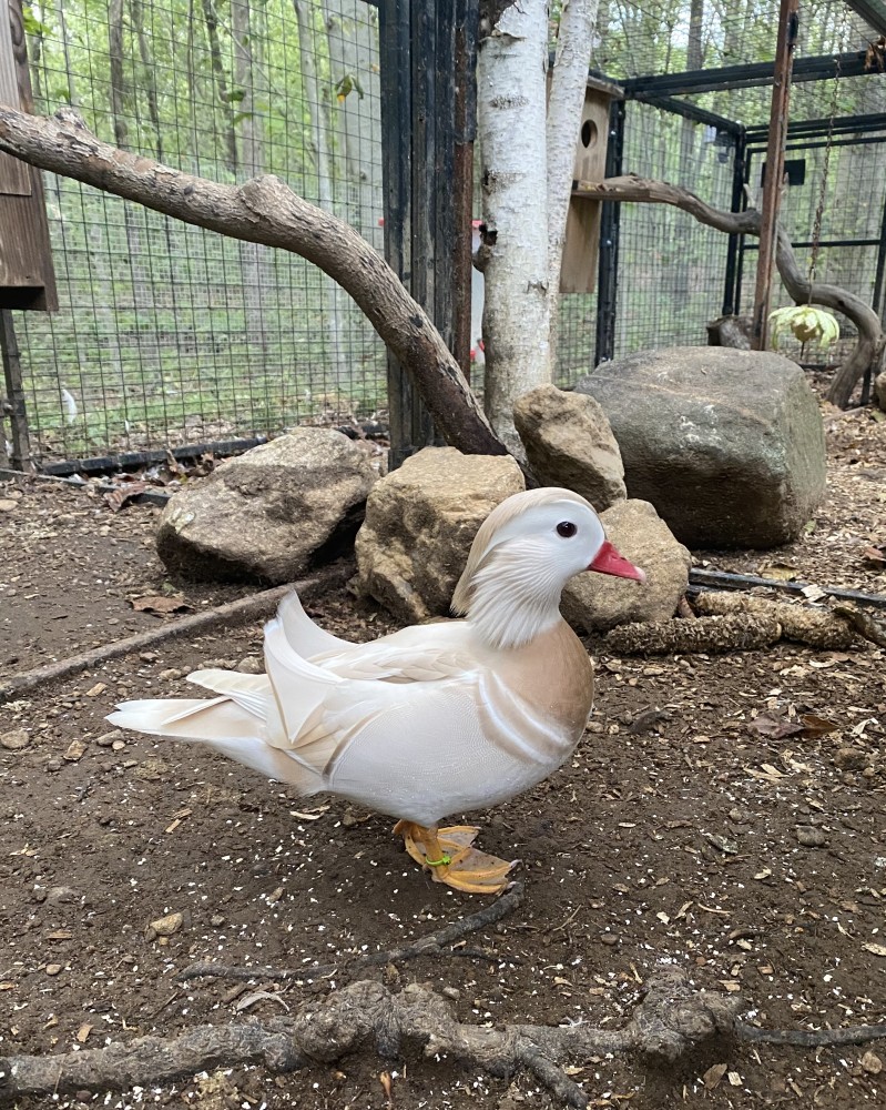 Mandarin Pairs - Normal Drake w/White Hen for Sale