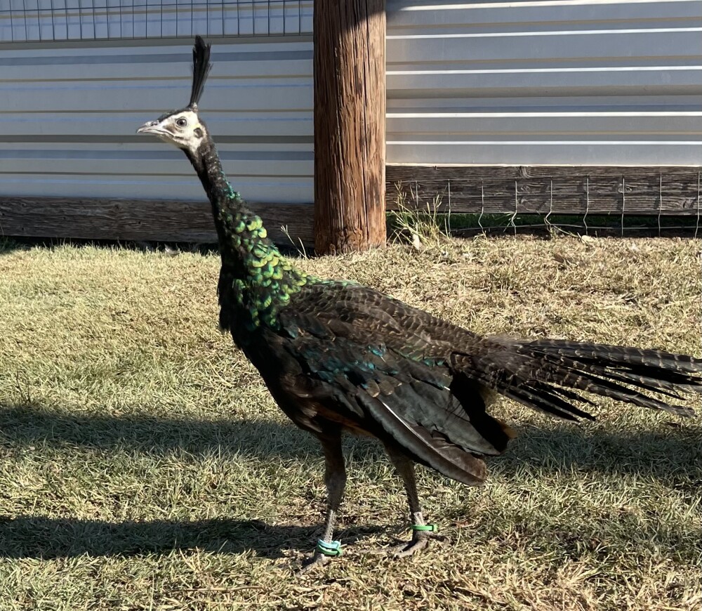 2024 Import Pavo Muticus pair, Import hens available for Sale